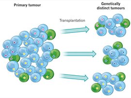 细胞增殖_360百科