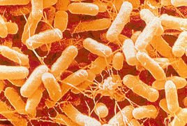 肠炎沙门氏菌_360百科