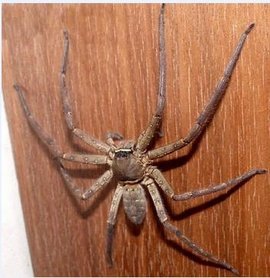 白额高脚蛛_360百科