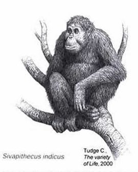 西瓦古猿_360百科