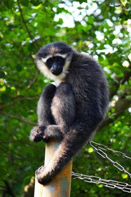 白眉长臂猿_360百科