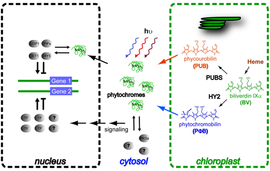 光敏色素_360百科