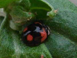 四星瓢虫_360百科