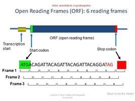 开放阅读框_360百科
