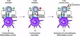 CTLA-4_360百科