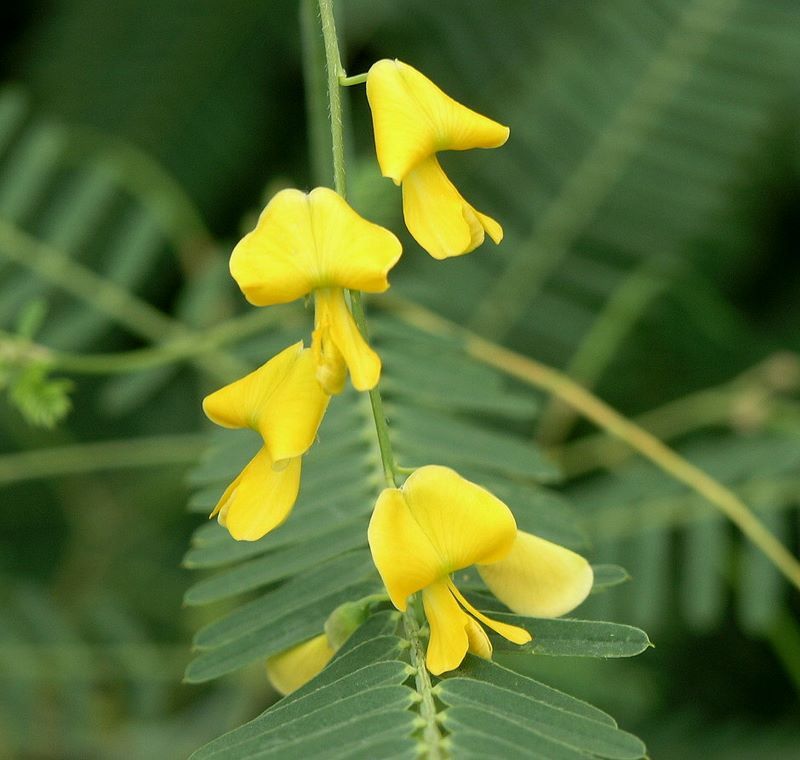 长柄荚属（植物）_科普_技点百科