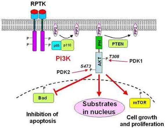 pi3k（分子生物学）_技点百科_技点网