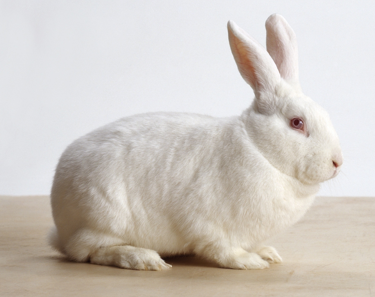 新西兰白兔_360百科