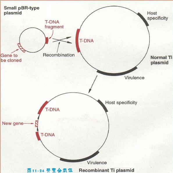 T-DNA（遗传学）_技点科普_技点网