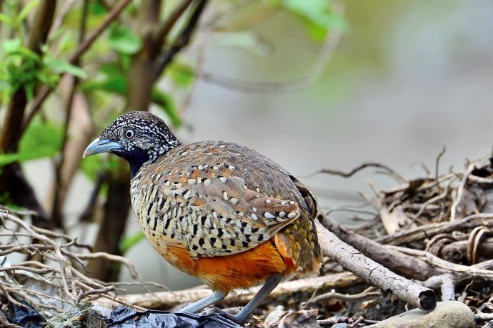 黄脚三趾鹑_360百科