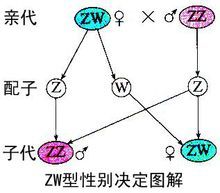 性别决定_360百科