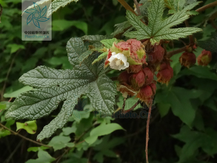 锈毛莓（植物）_科普_技点百科
