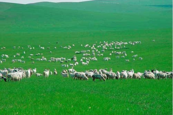 鄂尔多斯草原_360百科