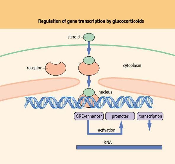 基因转录_360百科