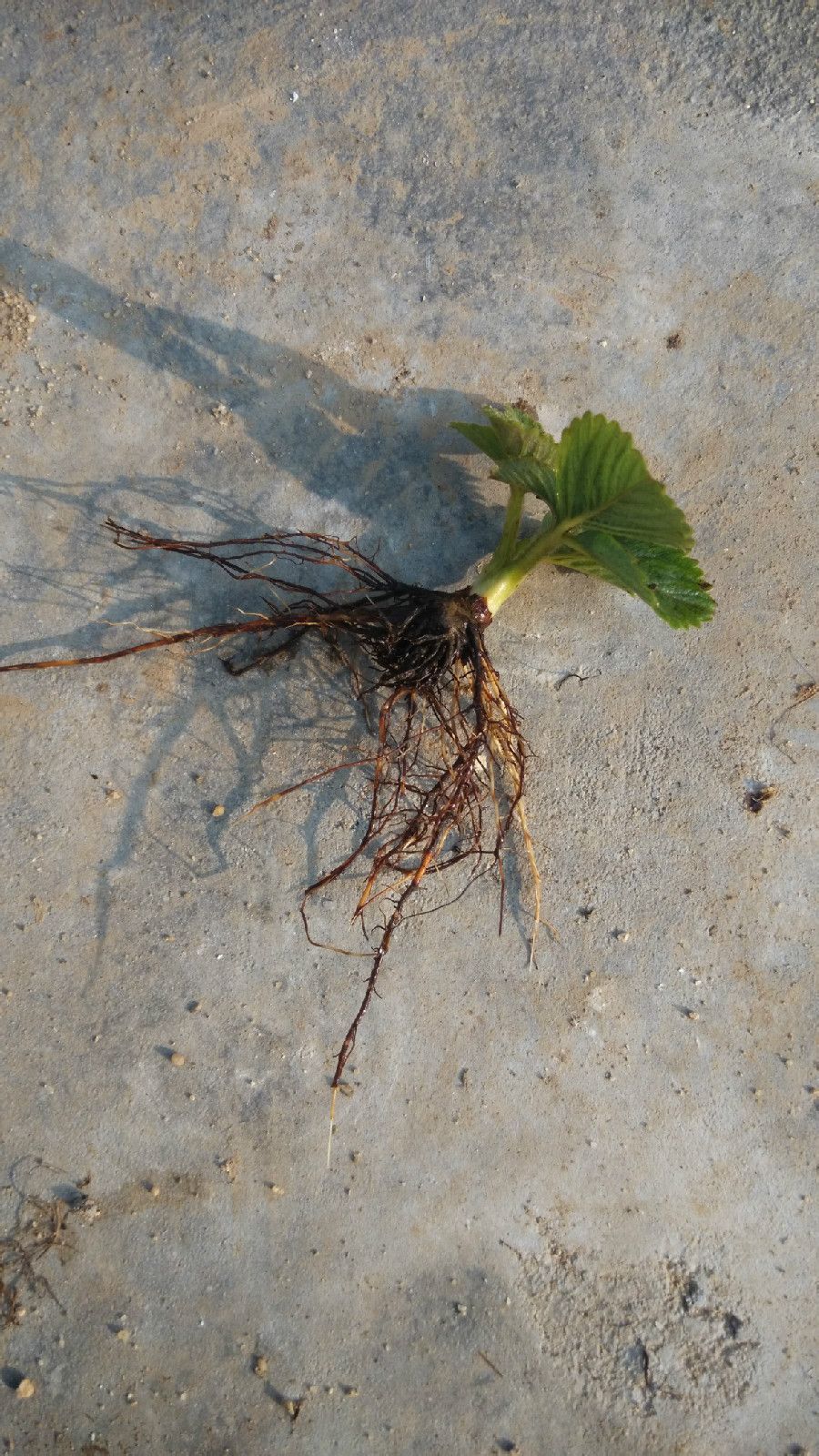 草莓根腐病_360百科