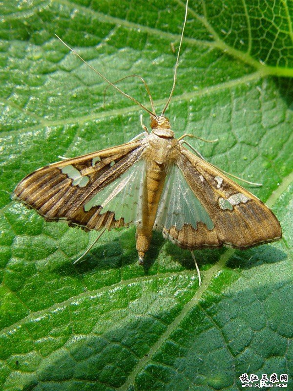 豇豆荚螟（动物）_技点百科