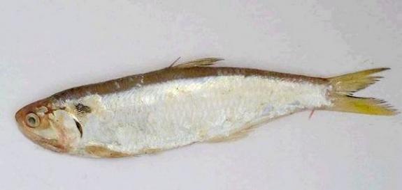 【生物】领域_百科_技点网