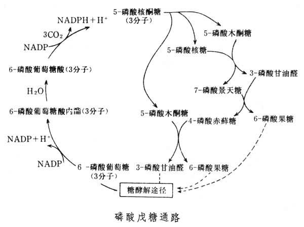 HMP途径_360百科