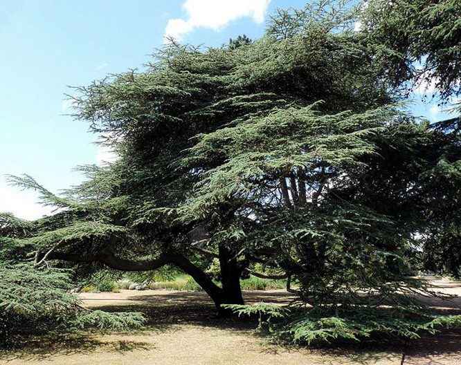 大西洋雪松_360百科