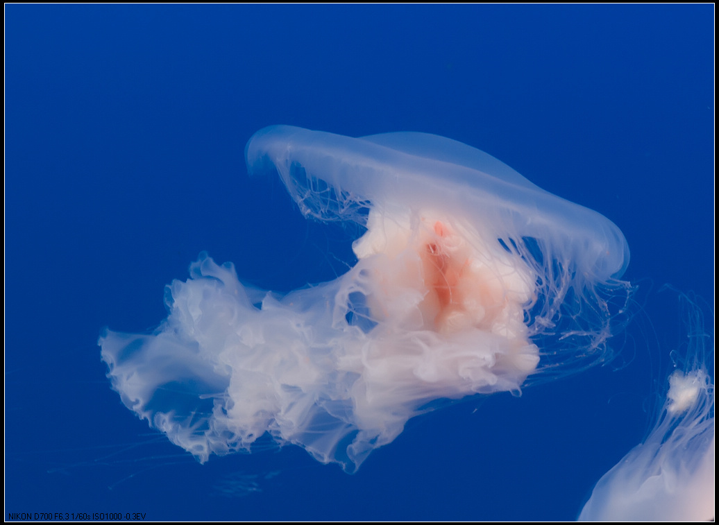 海蜇（动物）_技点百科