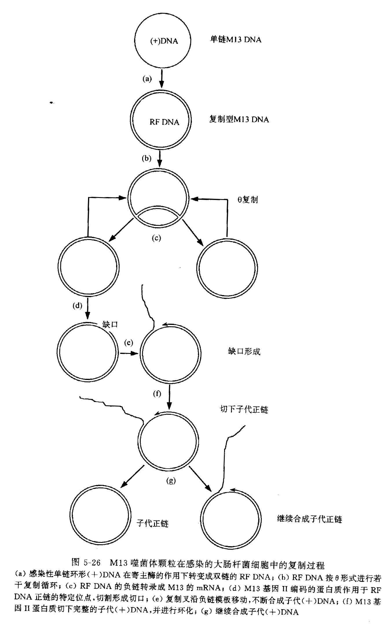 噬菌体载体_360百科