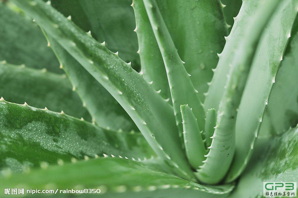 木立芦荟_360百科