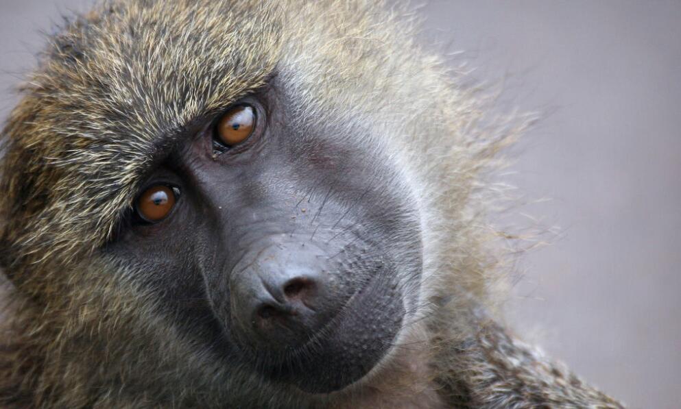 几内亚狒狒_360百科