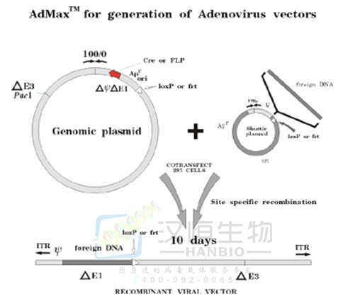 腺病毒载体_360百科