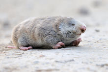 草原鼢鼠_360百科