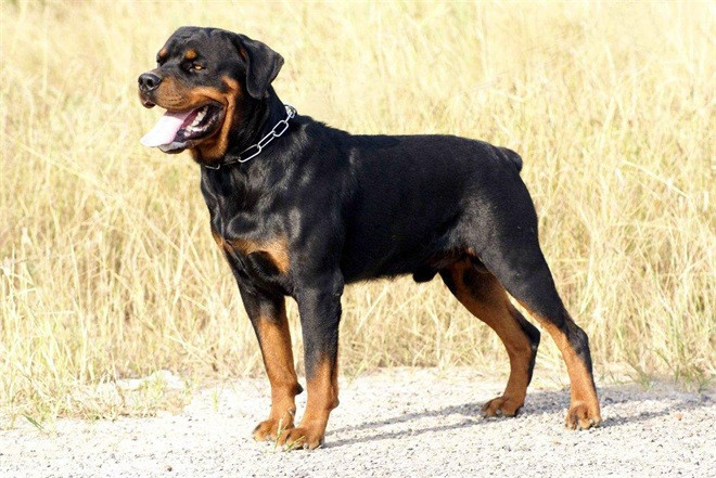 罗威纳犬_360百科